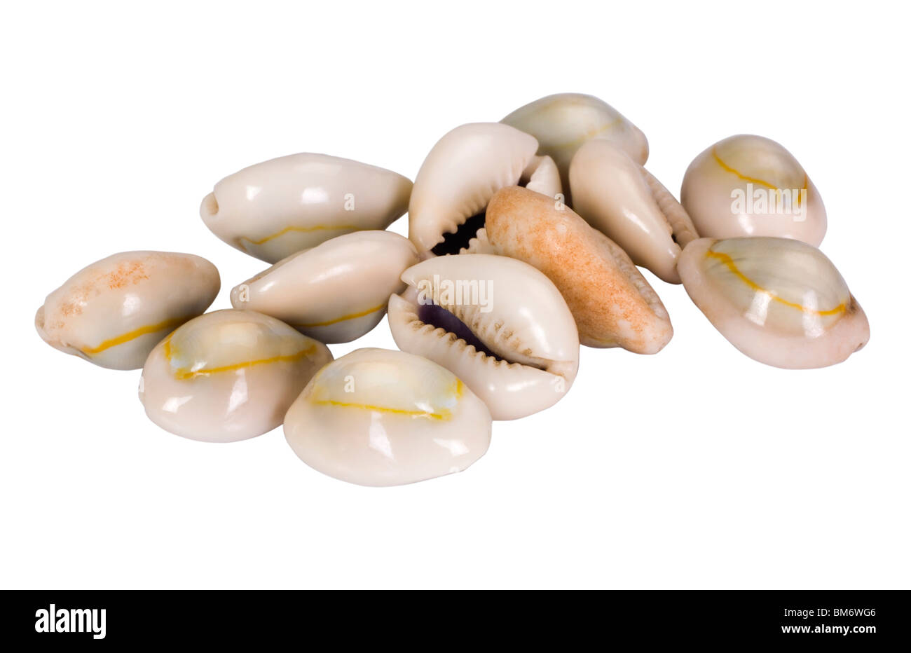 Close-up of shells Stock Photo - Alamy