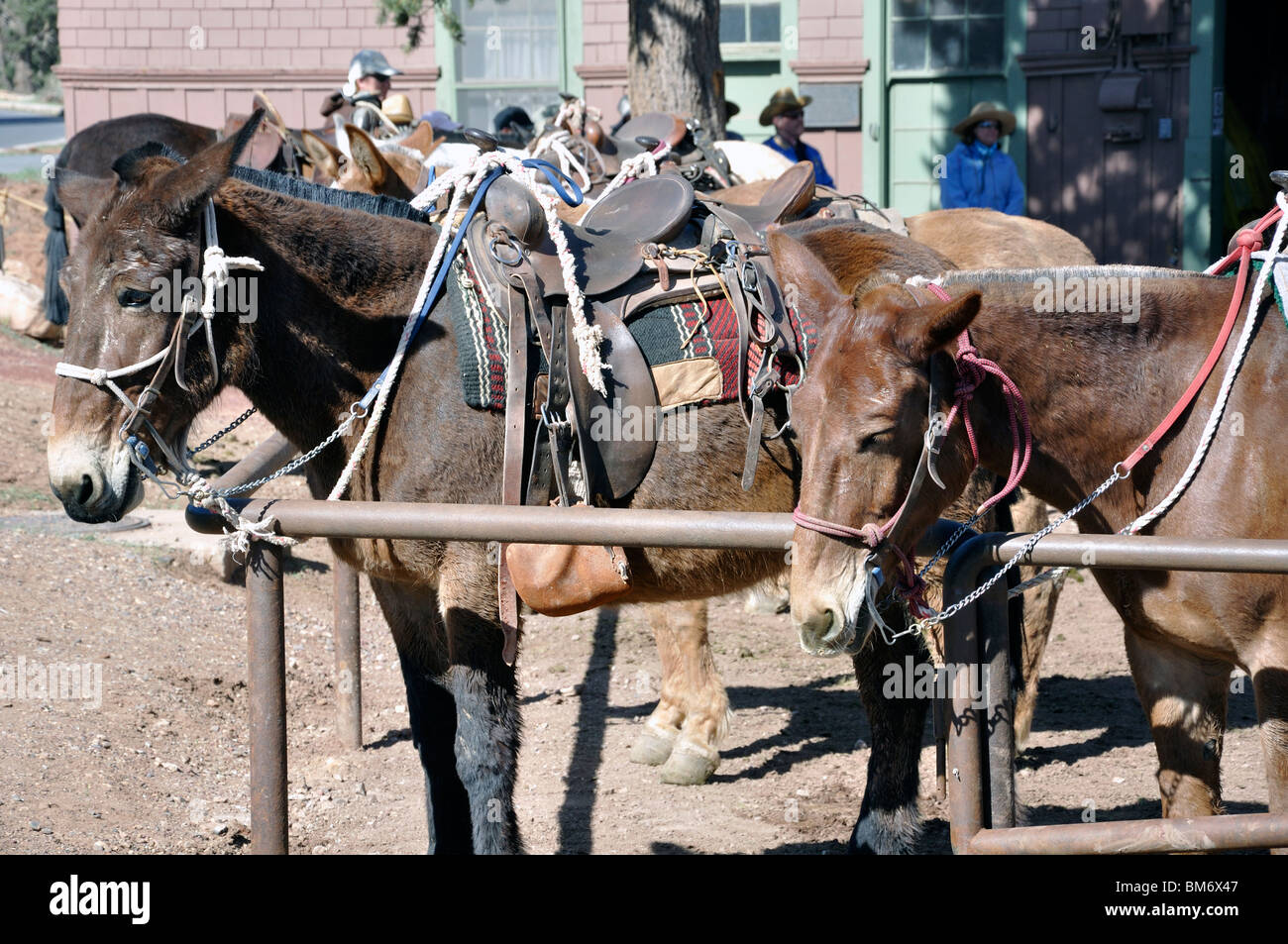 Mules, Grand Canyon, Arizona, USA Stock Photo - Alamy