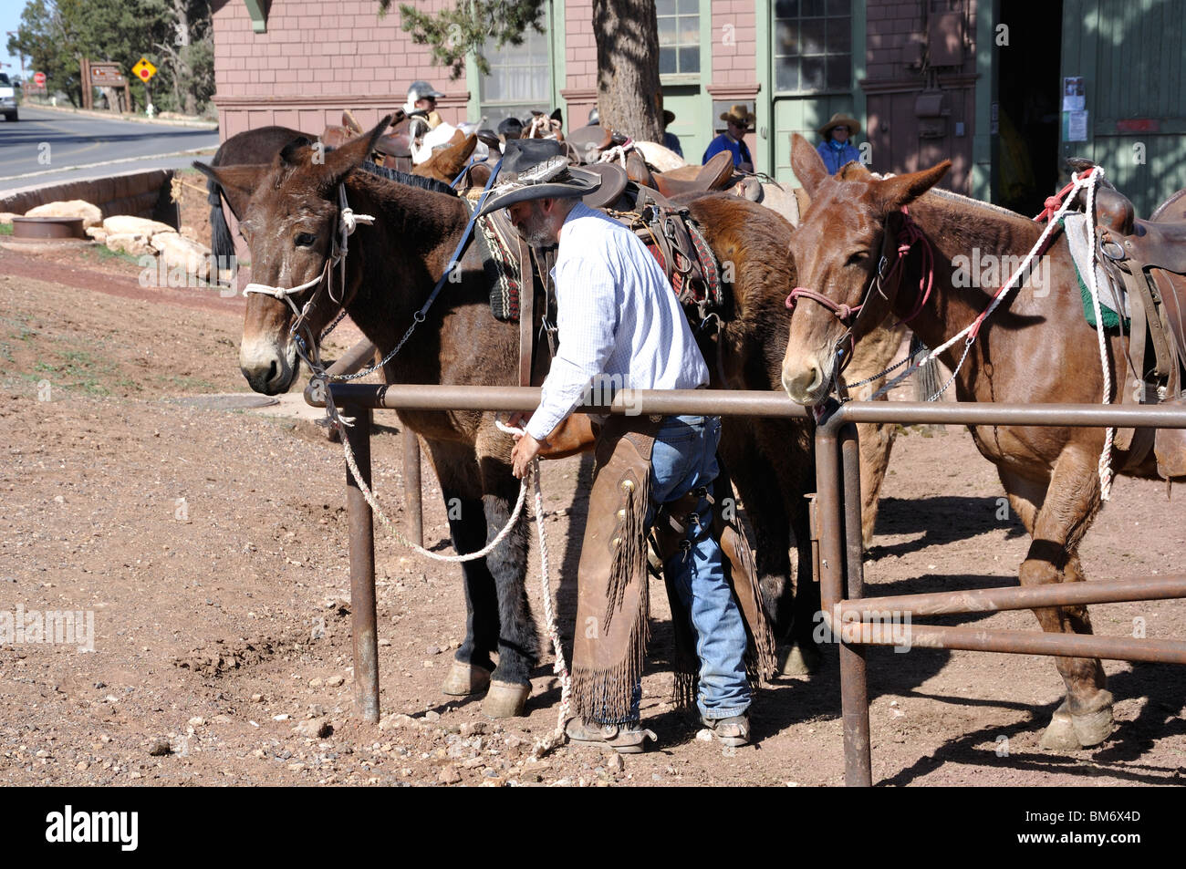 Mules, Grand Canyon, Arizona, USA Stock Photo - Alamy