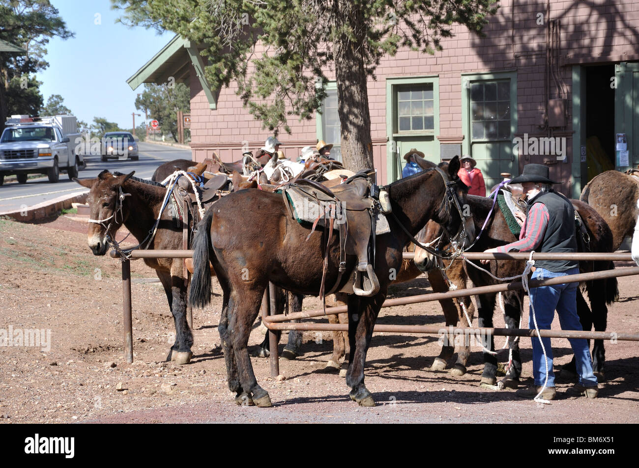 Mules, Grand Canyon, Arizona, USA Stock Photo - Alamy