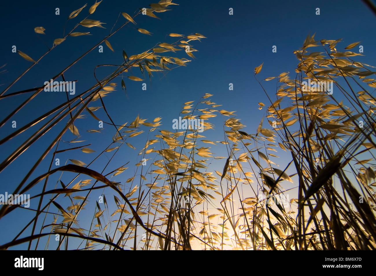Barley israel hi-res stock photography and images - Alamy
