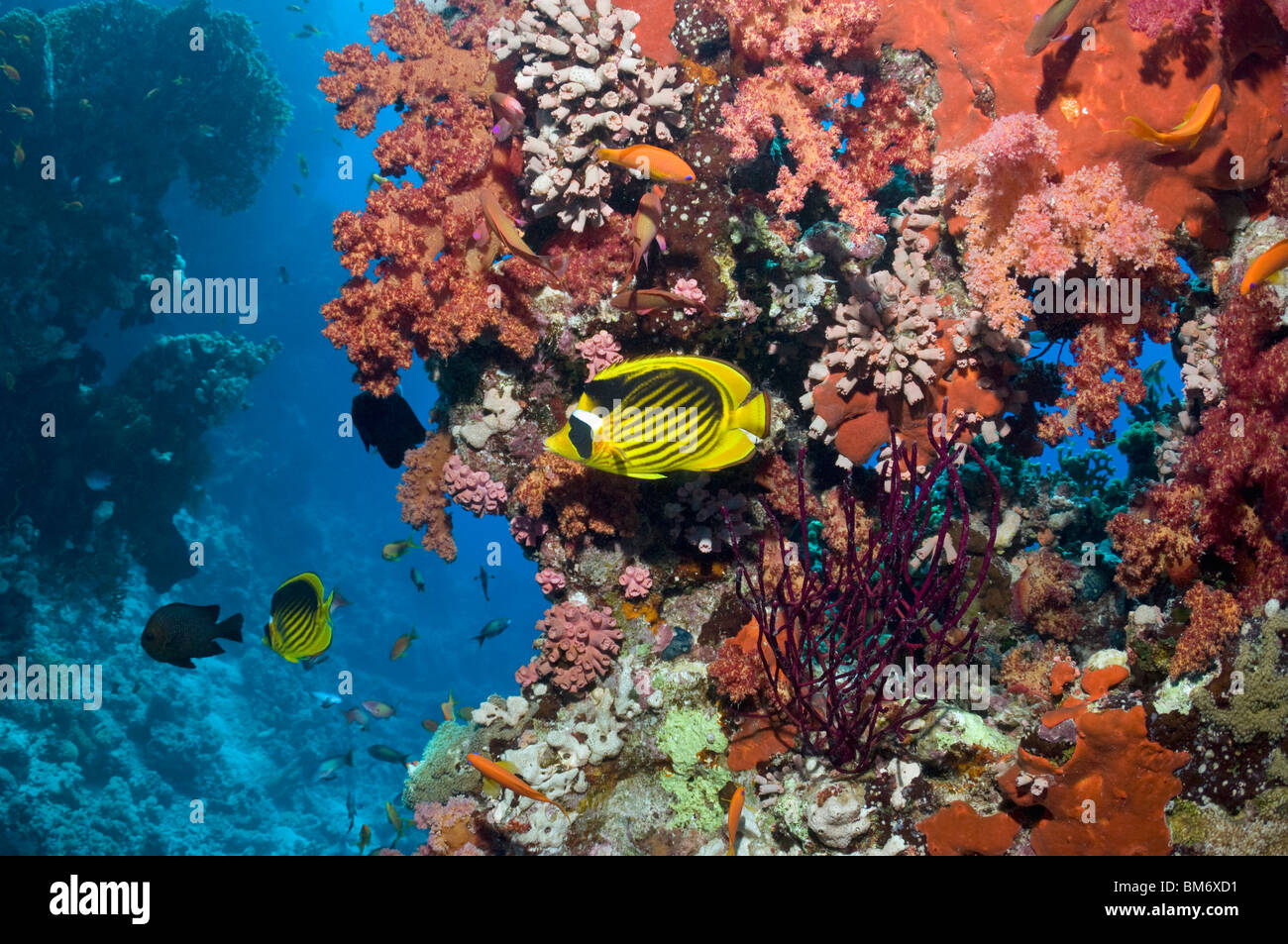 Red Sea raccoon butterflyfish (Chaetodon fasciatus) and soft corals ...