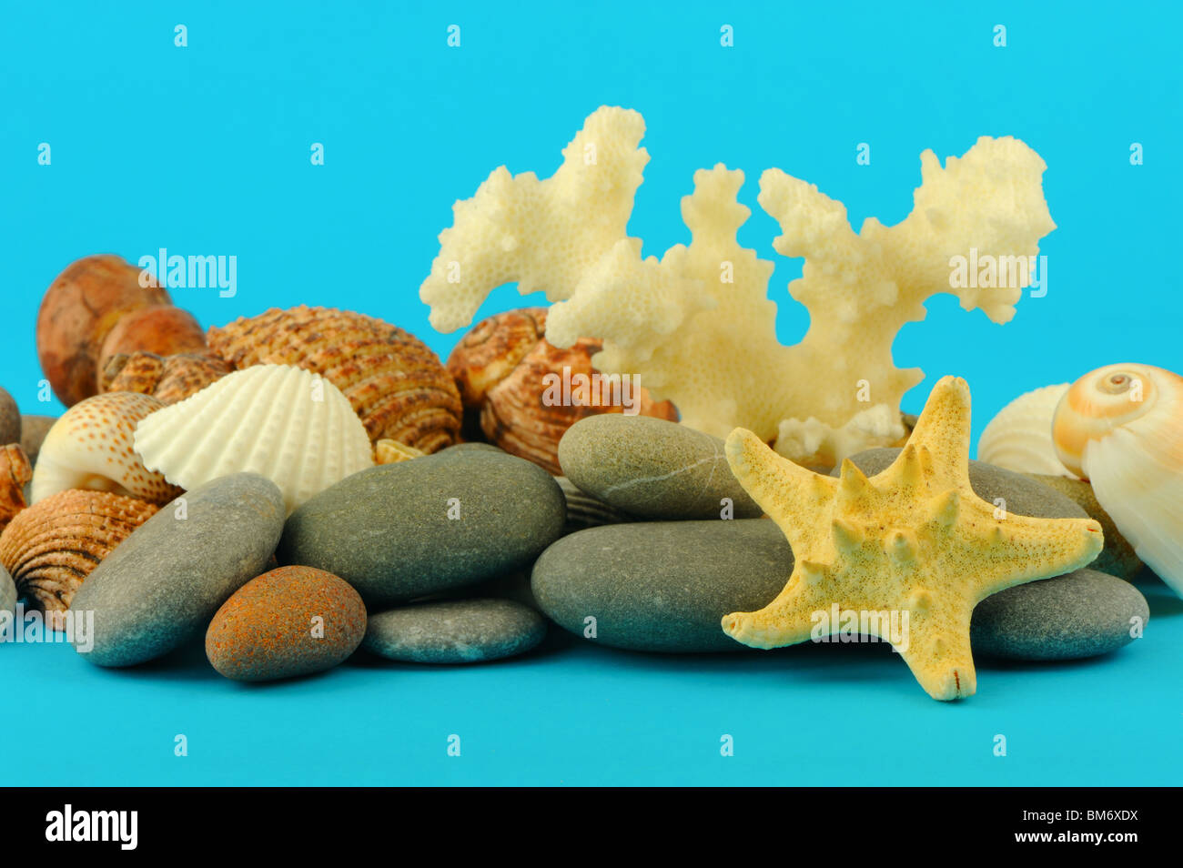 Starfish and set of objects of the sea underwater world. On isolated ...