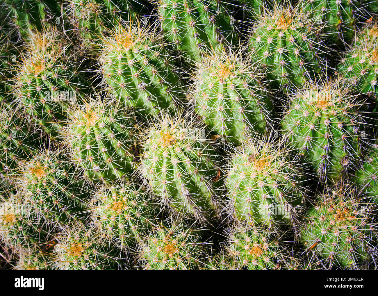 Cluster cactus hi-res stock photography and images - Alamy