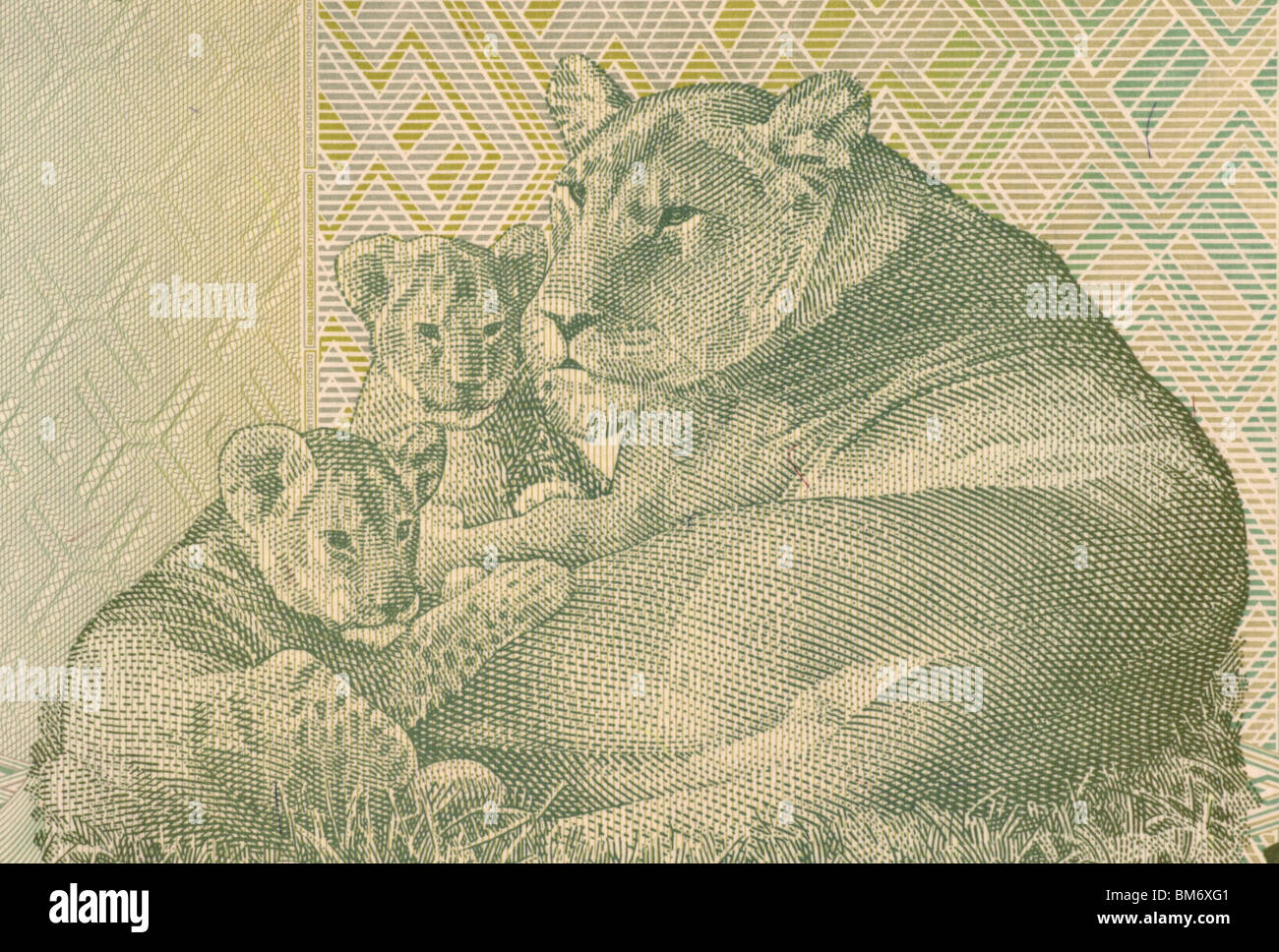Group of lioness hi-res stock photography and images - Alamy