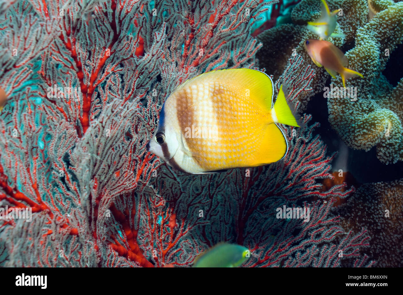 Klein's butterflyfish (Chaetodon kleinii) with gorgonian. Misool, Raja ...