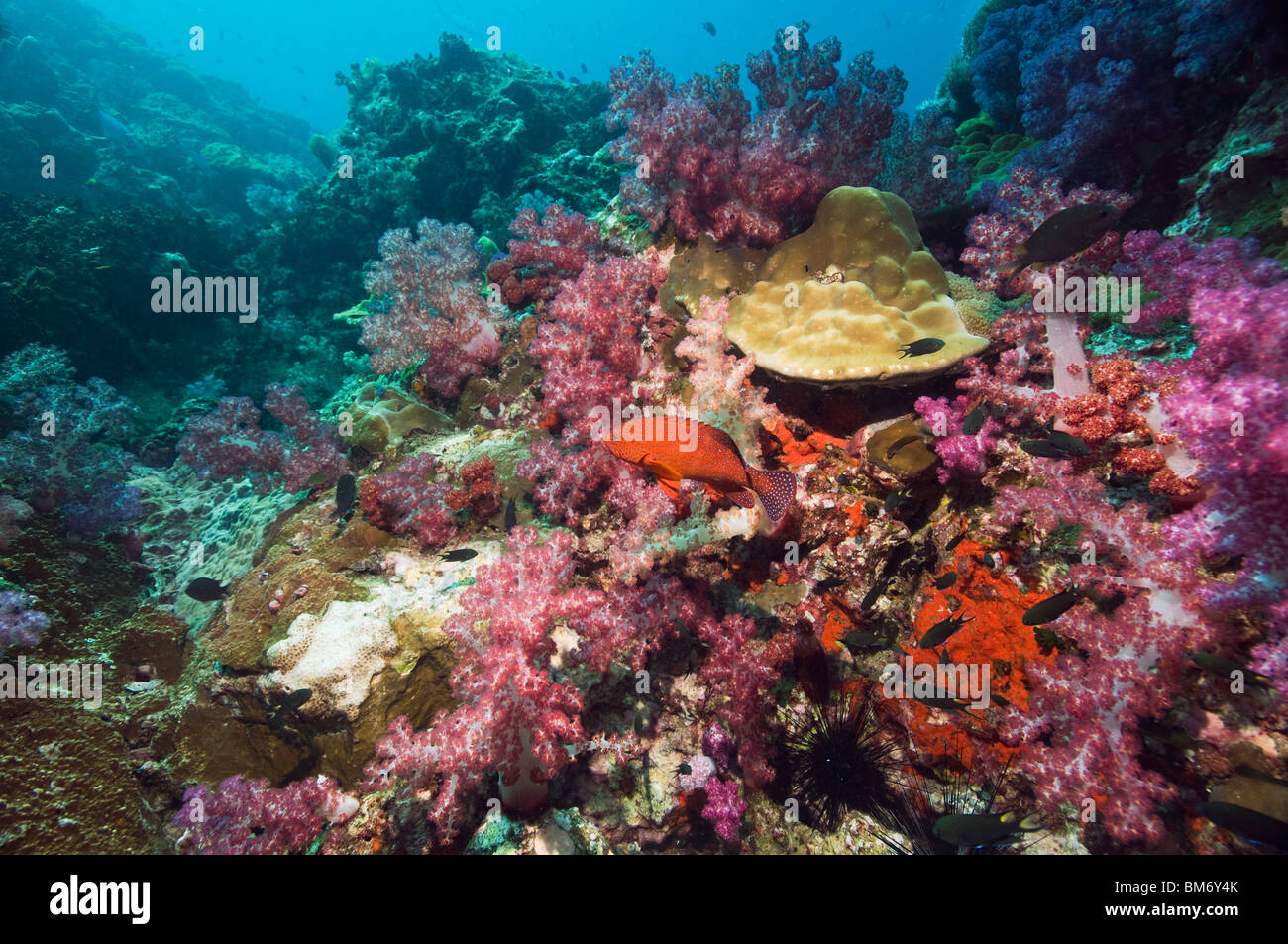 Coral hind (Cephalopholis miniata) lying in ambush amongst soft corals ...