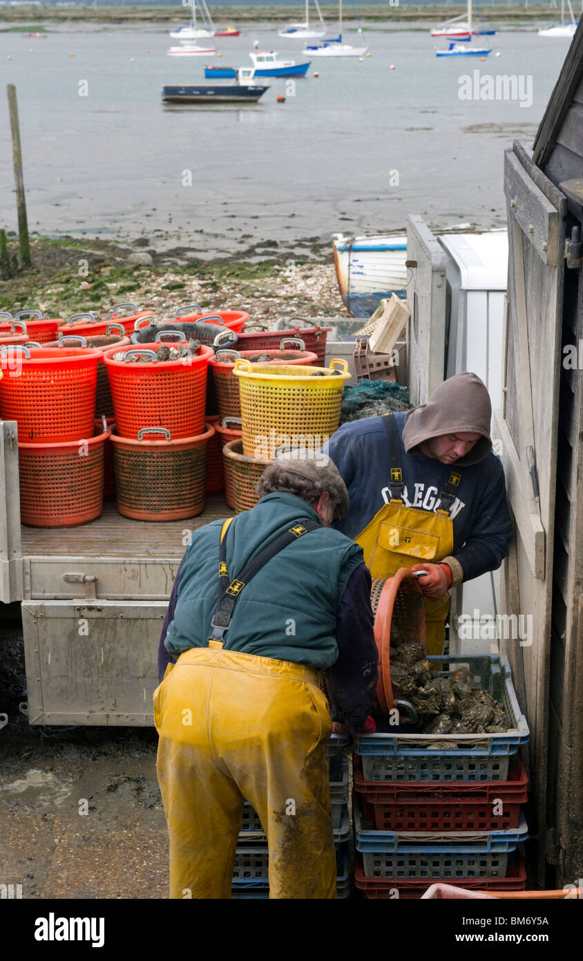 Mersea island oysters hi-res stock photography and images - Alamy