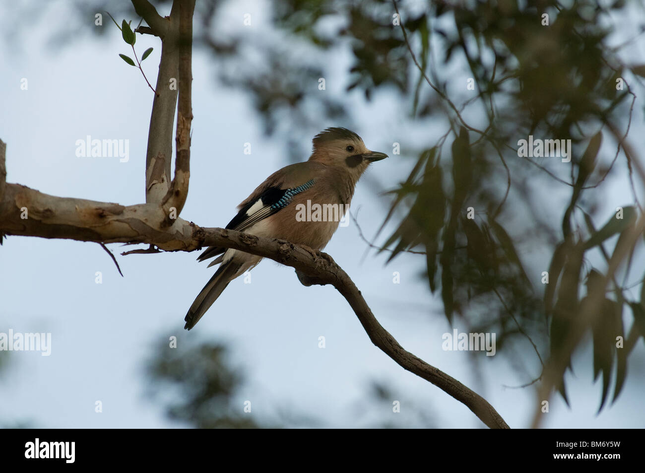 Horizontal bird birds hi-res stock photography and images - Alamy