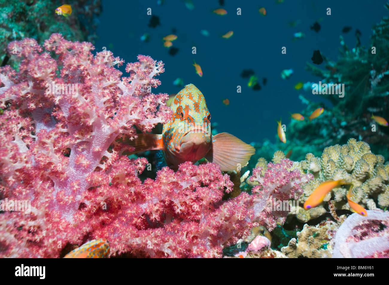 Coral hind (Cephalopholis miniata) lying in ambush amongst soft corals ...