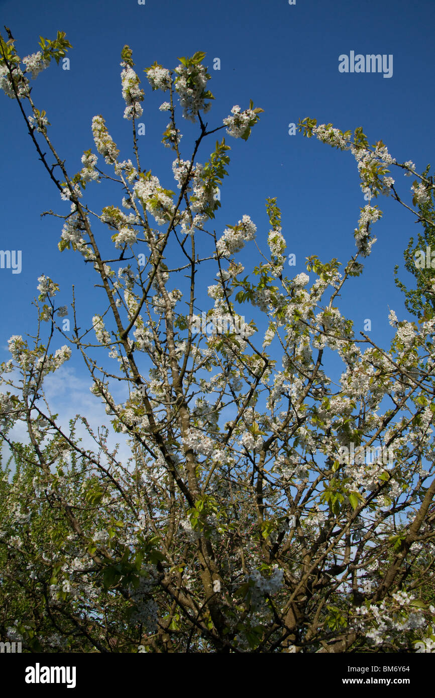 England cherry tree hi-res stock photography and images - Alamy
