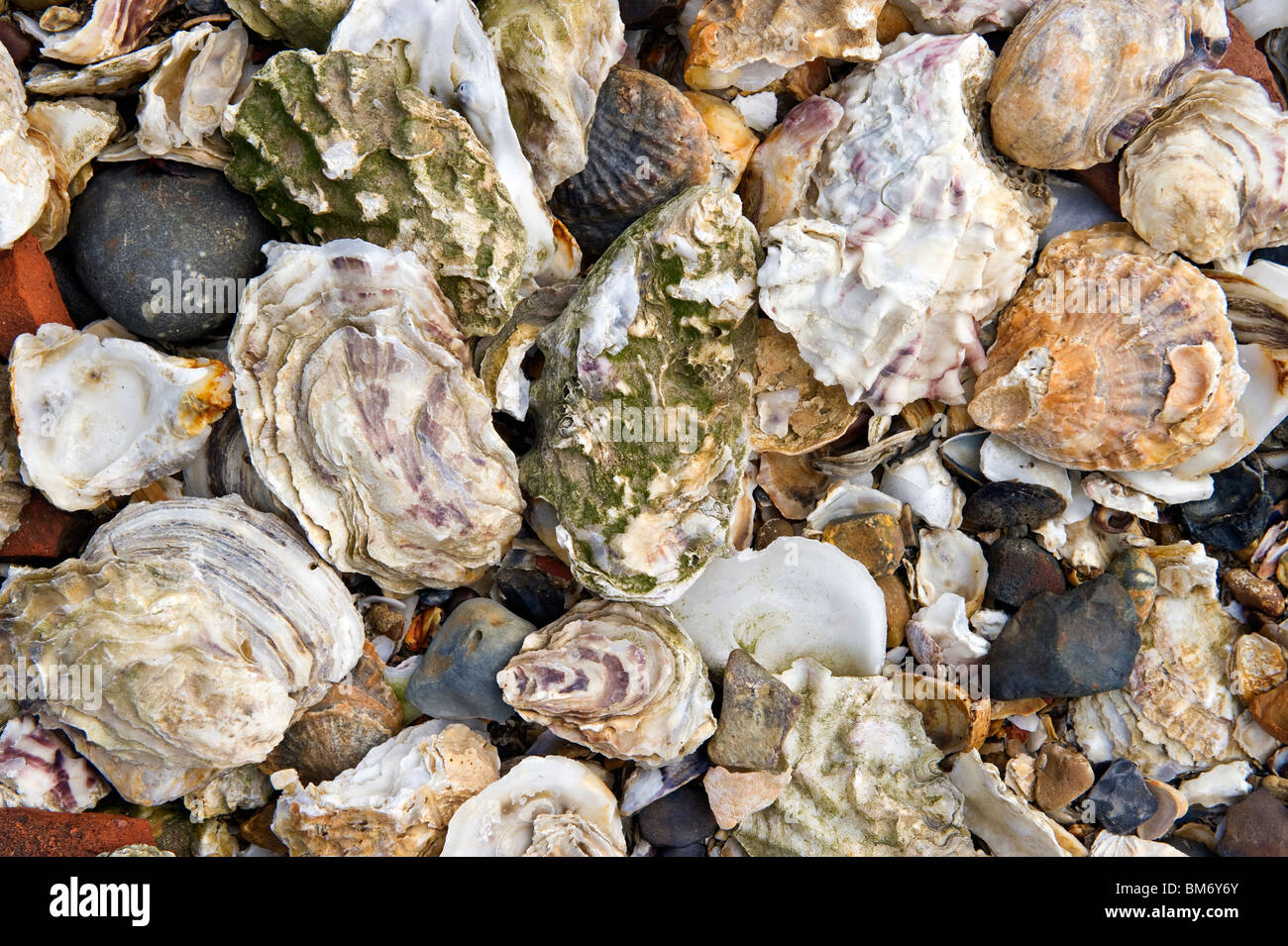 empty oyster shells on the seashore at Mersea Island Essex UK Stock ...