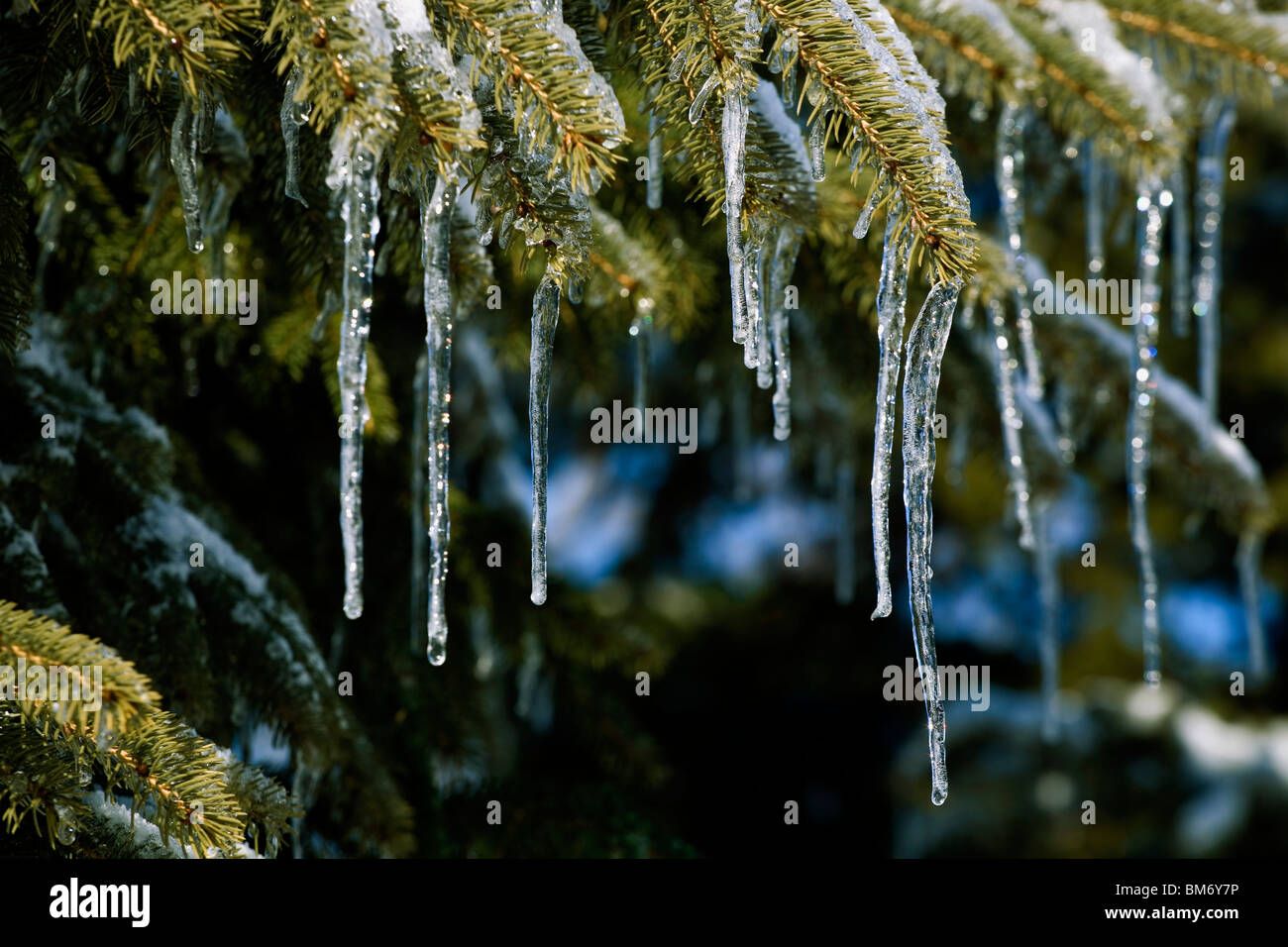 Icicles Hanging From Tree Branches Stock Photo - Alamy