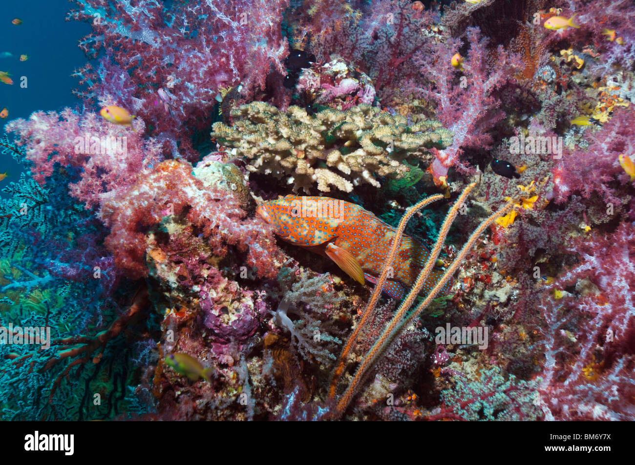 Coral hind (Cephlopholus miniata) lying in ambush amongst soft corals ...