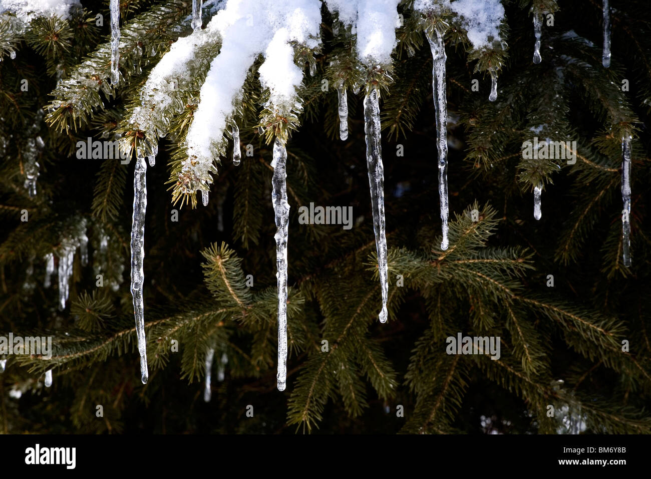 Icicles hanging from tree branches hi-res stock photography and images ...