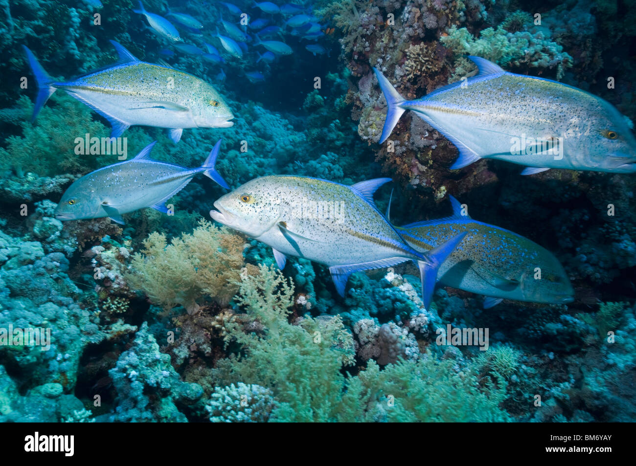 Trevallies Stock Photos & Trevallies Stock Images - Alamy