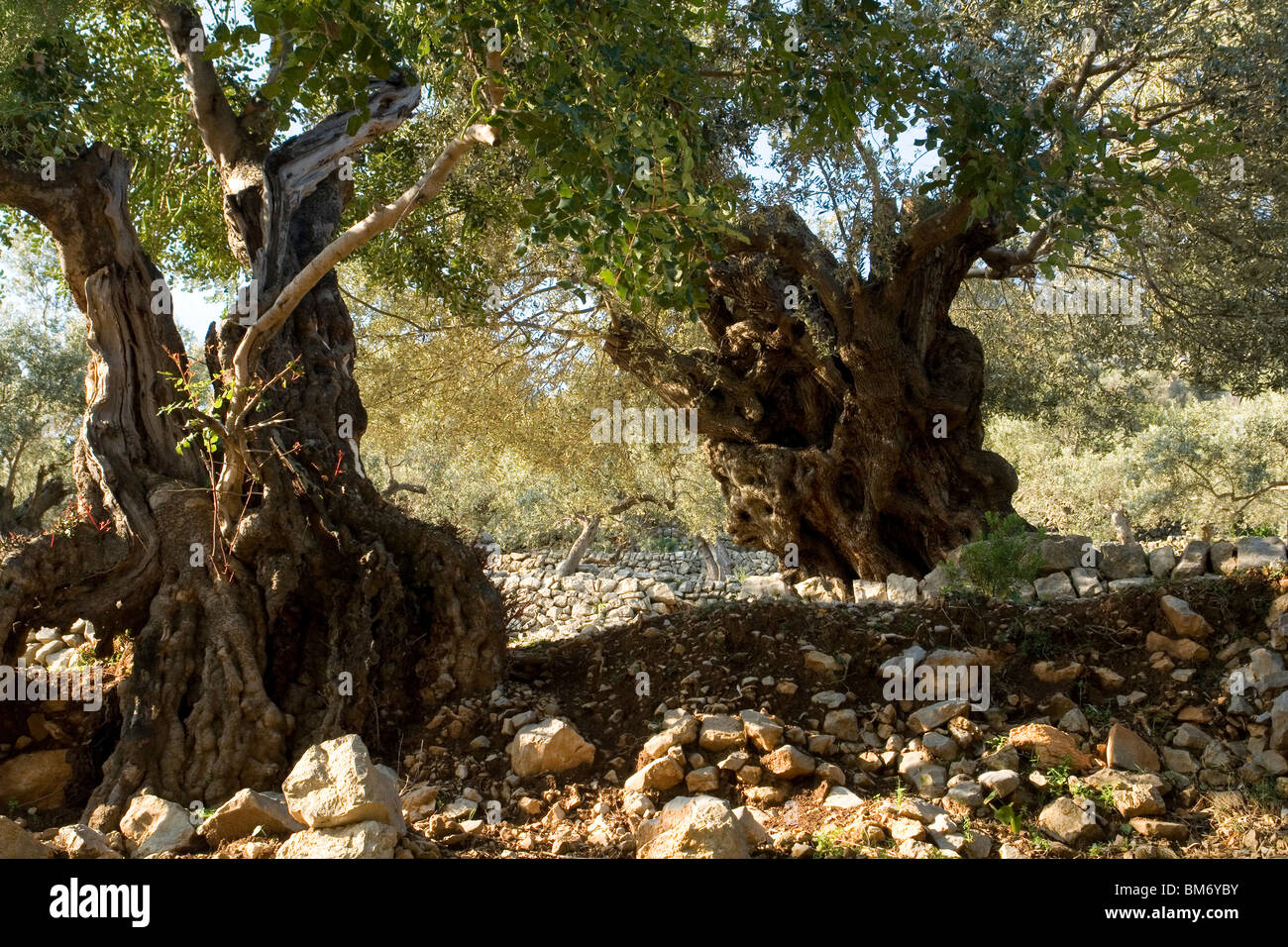 In Majorca, some hundred-year-old olive trees (Balearic islands - Spain ...