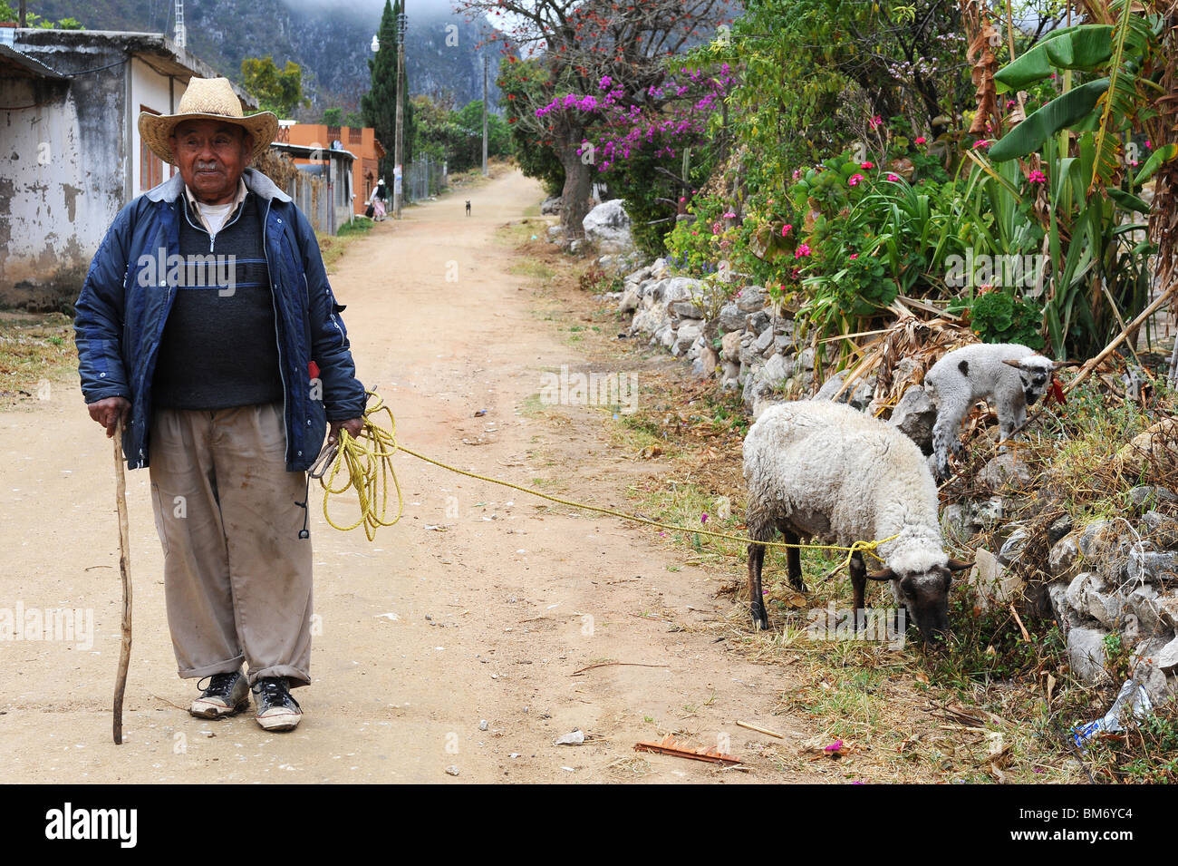 Man leading sheep along quiet country road in Santiago Apoala, Mexico ...