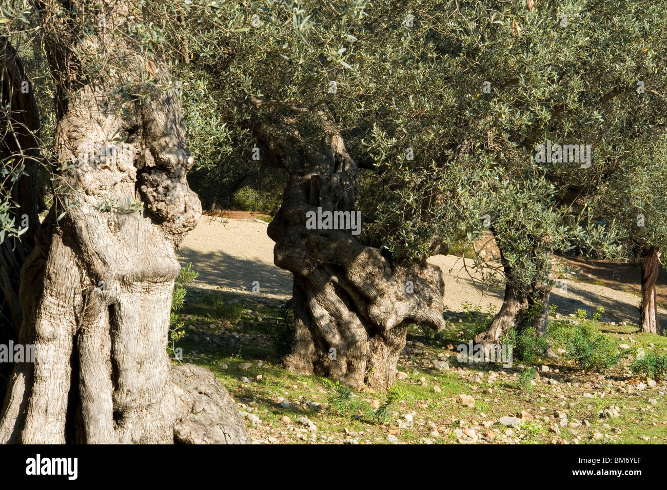 In Majorca, some hundred-year-old olive trees (Balearic islands - Spain ...