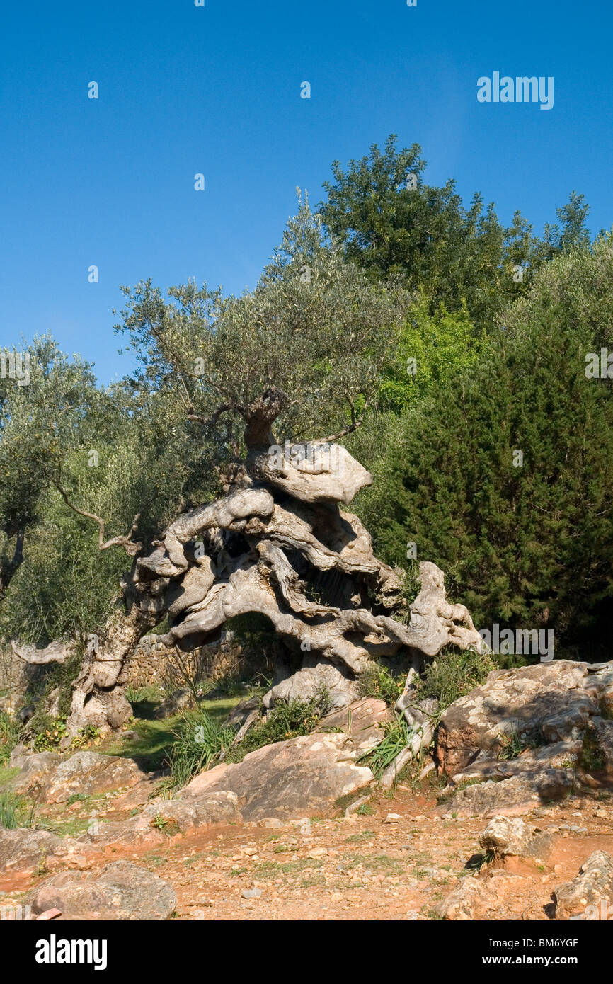 Sculpted olive tree hi-res stock photography and images - Alamy