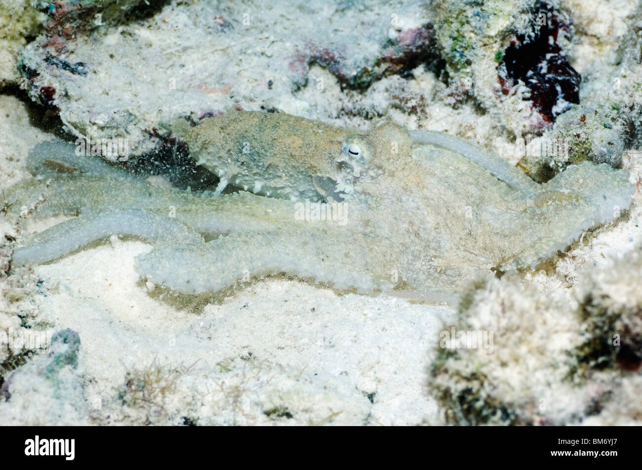 Octopus hunting over coral reef. Misool, Raja Empat, West Papua ...