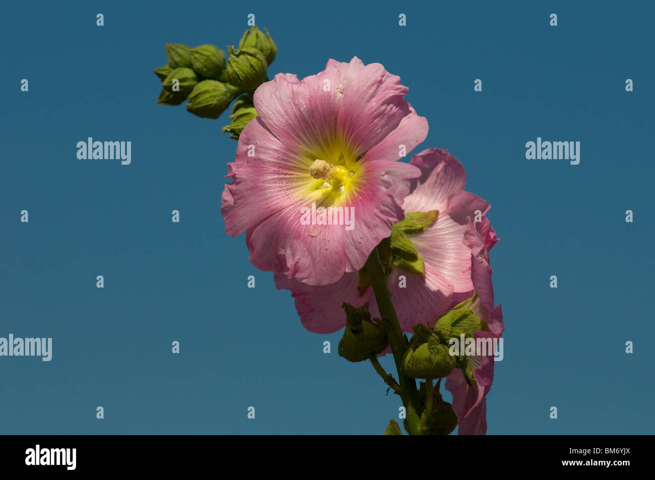 Alcea rosea, or common hollyhock, in the family MalvaceaeIsrael ...