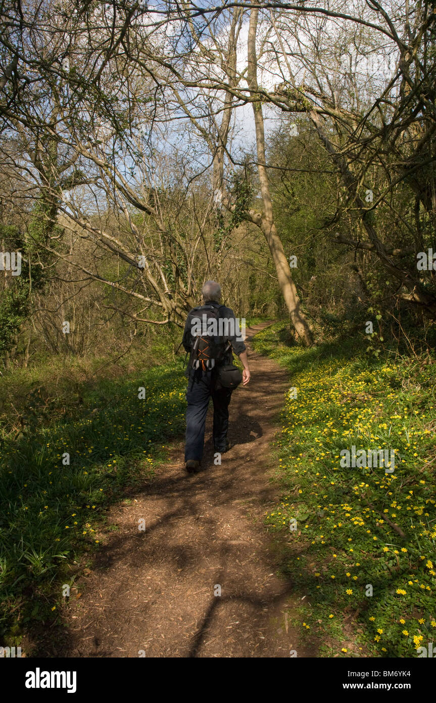 Man walking along woodland footpath, Black Mountains, Wales, UK, Europe ...