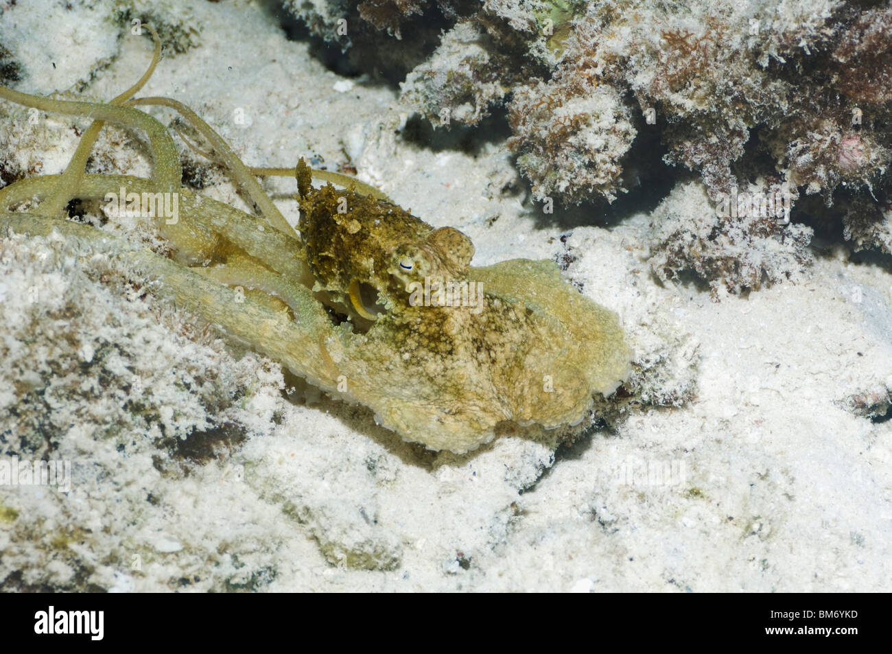 Octopus hunting over coral reef. Misool, Raja Empat, West Papua ...