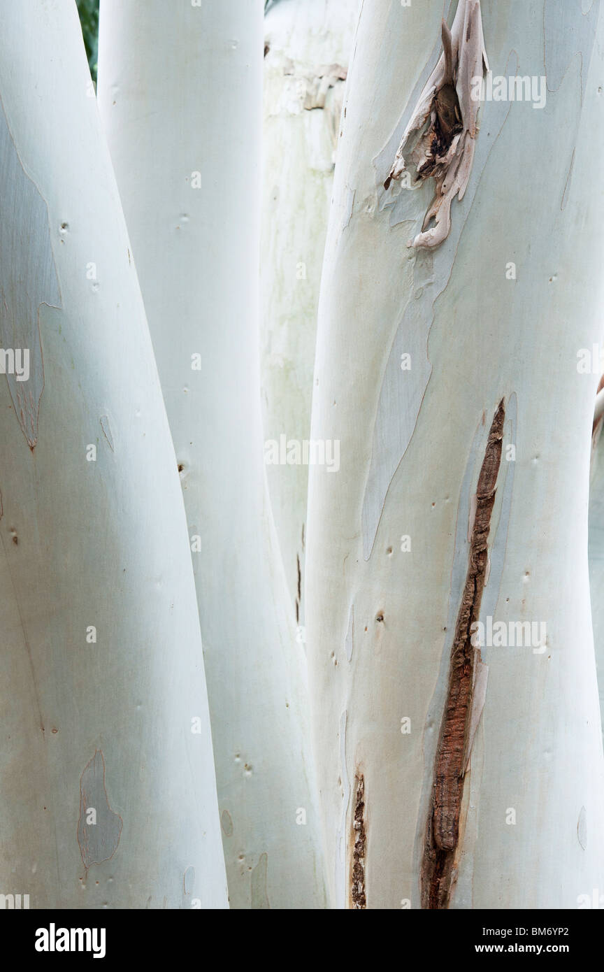 Eucalyptus dalrympleana. Mountain gum tree trunks Stock Photo - Alamy