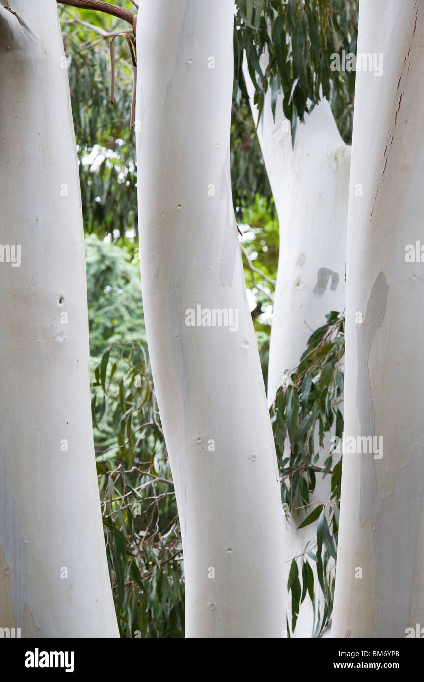 Eucalyptus dalrympleana. Mountain gum tree trunks Stock Photo - Alamy
