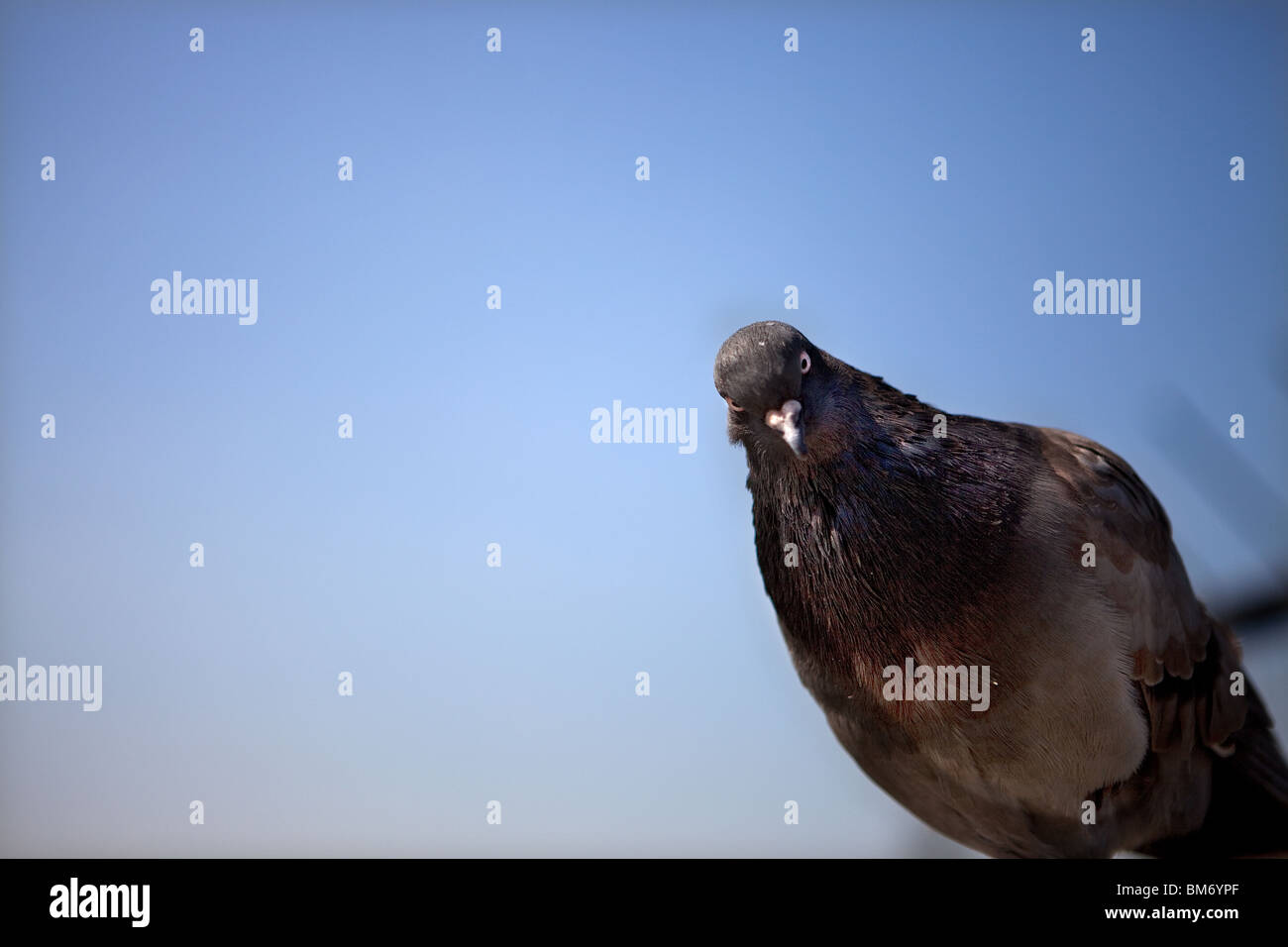 Pigeon staring hi-res stock photography and images - Alamy