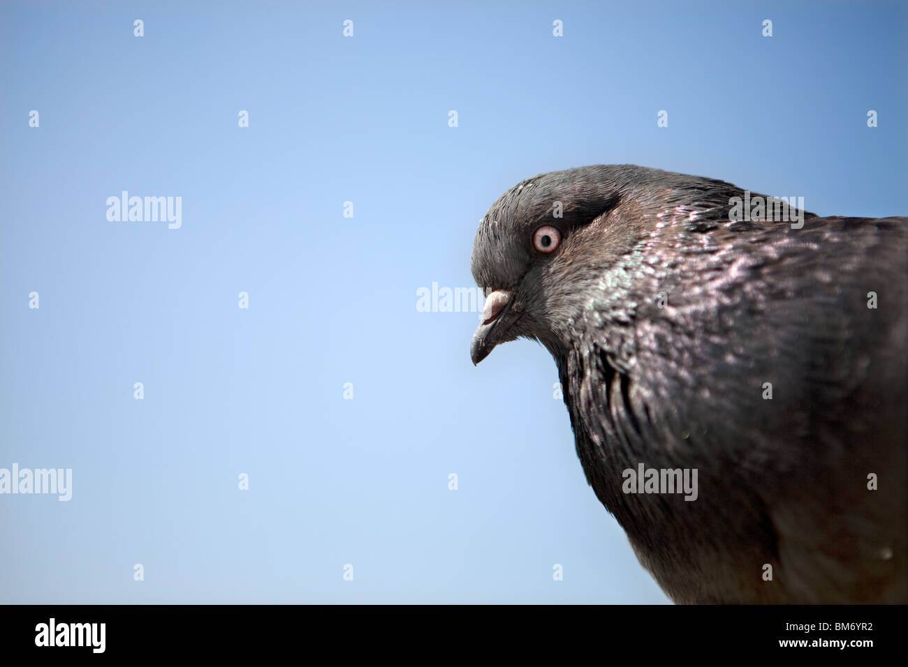 Profile of Pigeon Stock Photo - Alamy