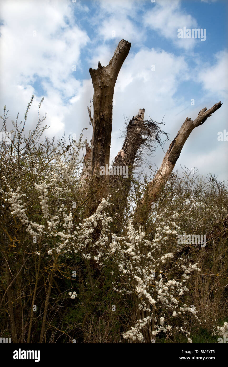 Dead tree in hedgerow Stock Photo - Alamy