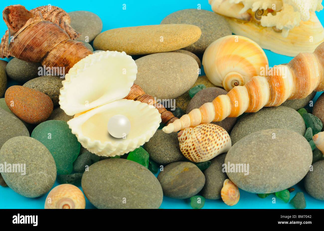 Pearl in open sea shell hi-res stock photography and images - Alamy