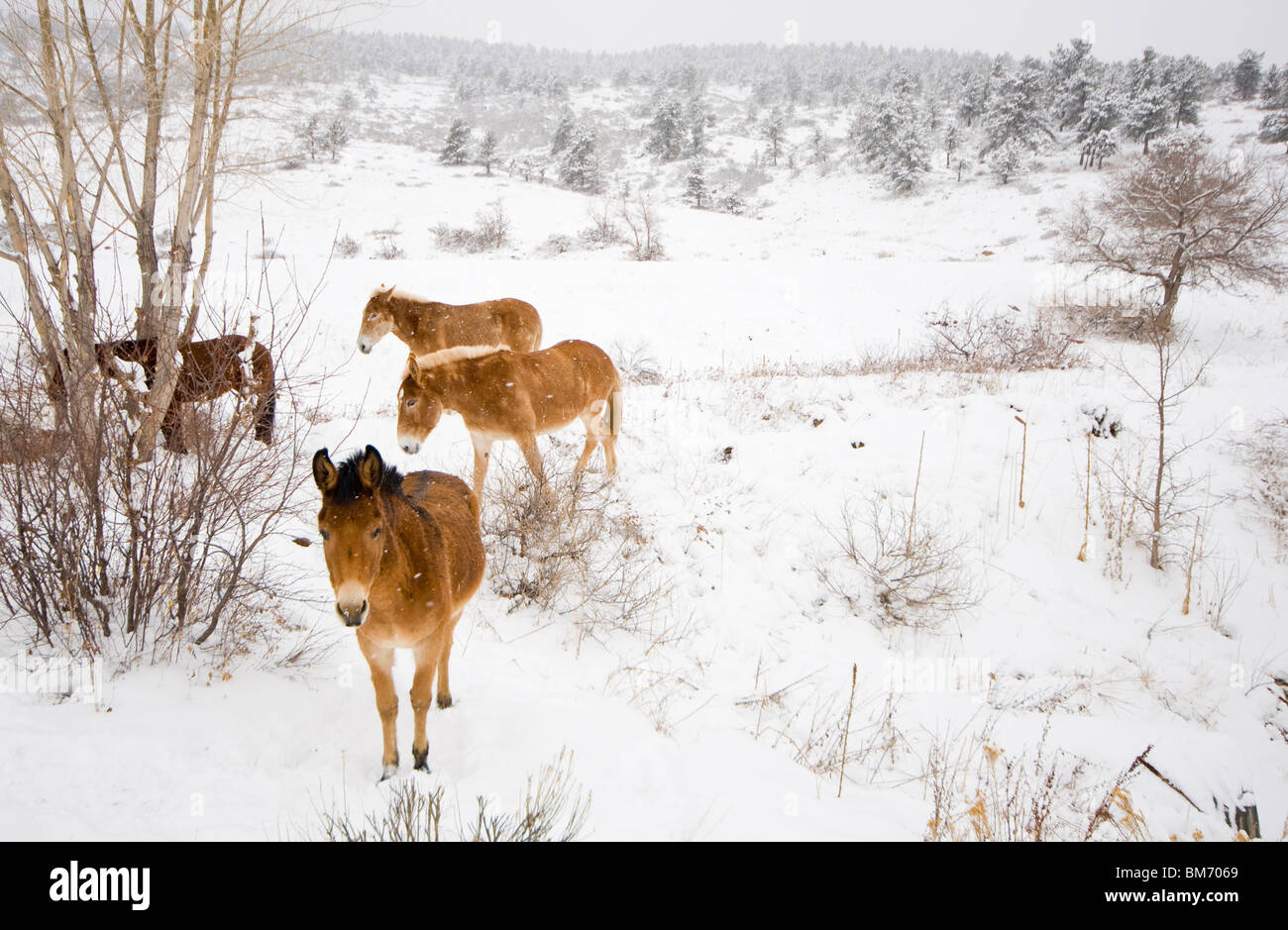 Donkey snow hi-res stock photography and images - Alamy