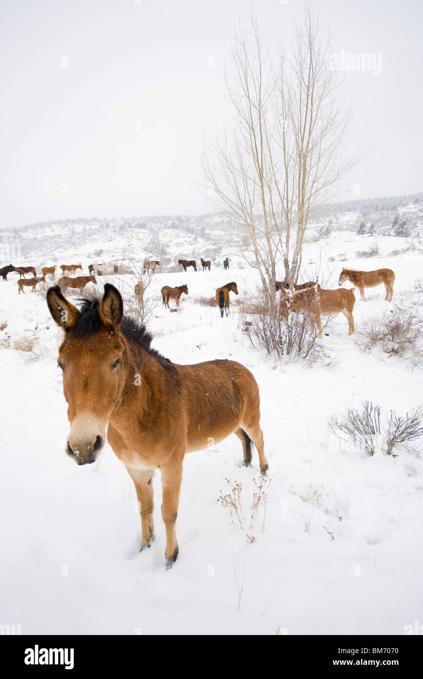 Donkey snow hi-res stock photography and images - Alamy