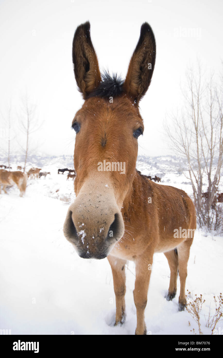 Horse and donkey in snow during snow in winter Stock Photo - Alamy
