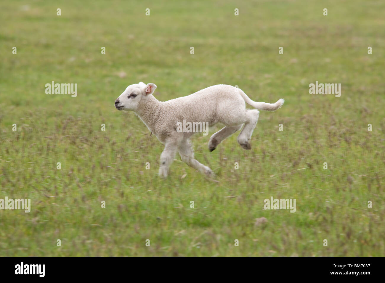 Newborn lamb jumping, Hampshire, England Stock Photo - Alamy