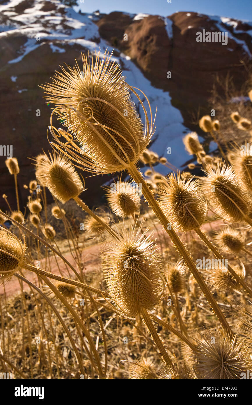 Abstract thistle hi-res stock photography and images - Alamy