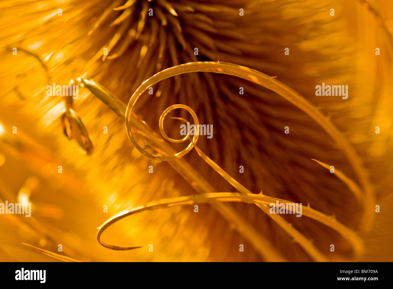 Abstract thistle hi-res stock photography and images - Alamy