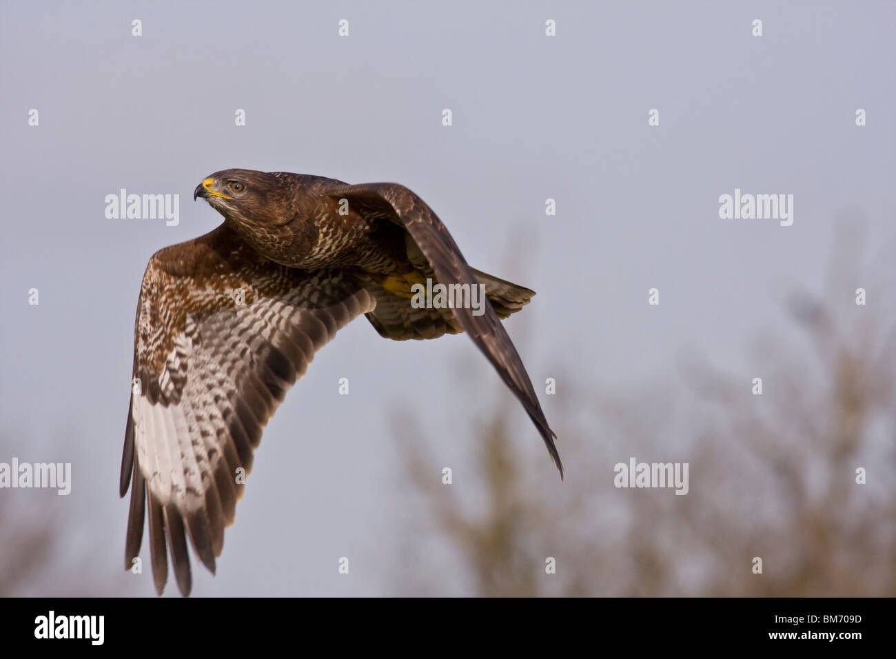 Common Buzzard,(Buteo buteo) in flight Stock Photo - Alamy