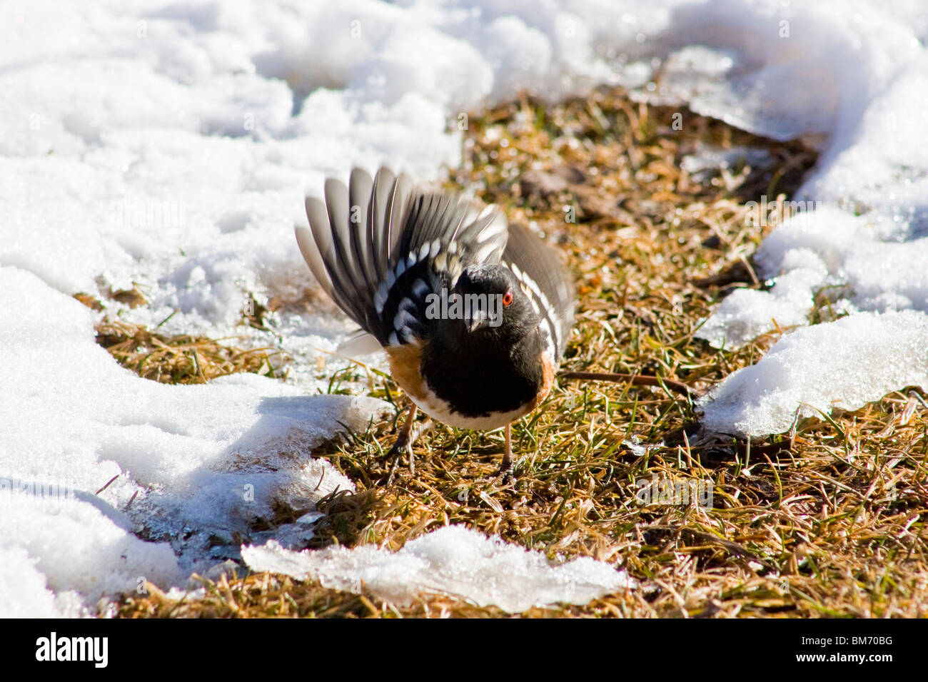 Bird in snow Stock Photo - Alamy