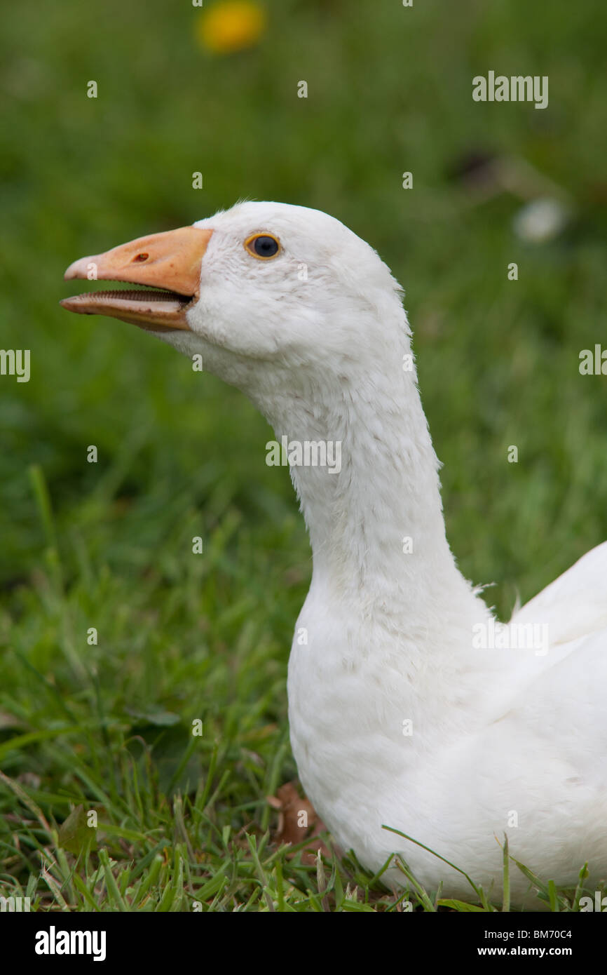 Embden goose hi-res stock photography and images - Alamy