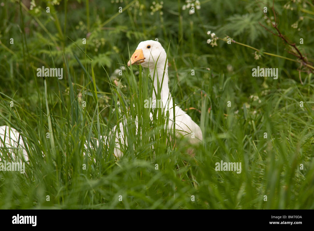 Embden Goose Stock Photos & Embden Goose Stock Images - Alamy