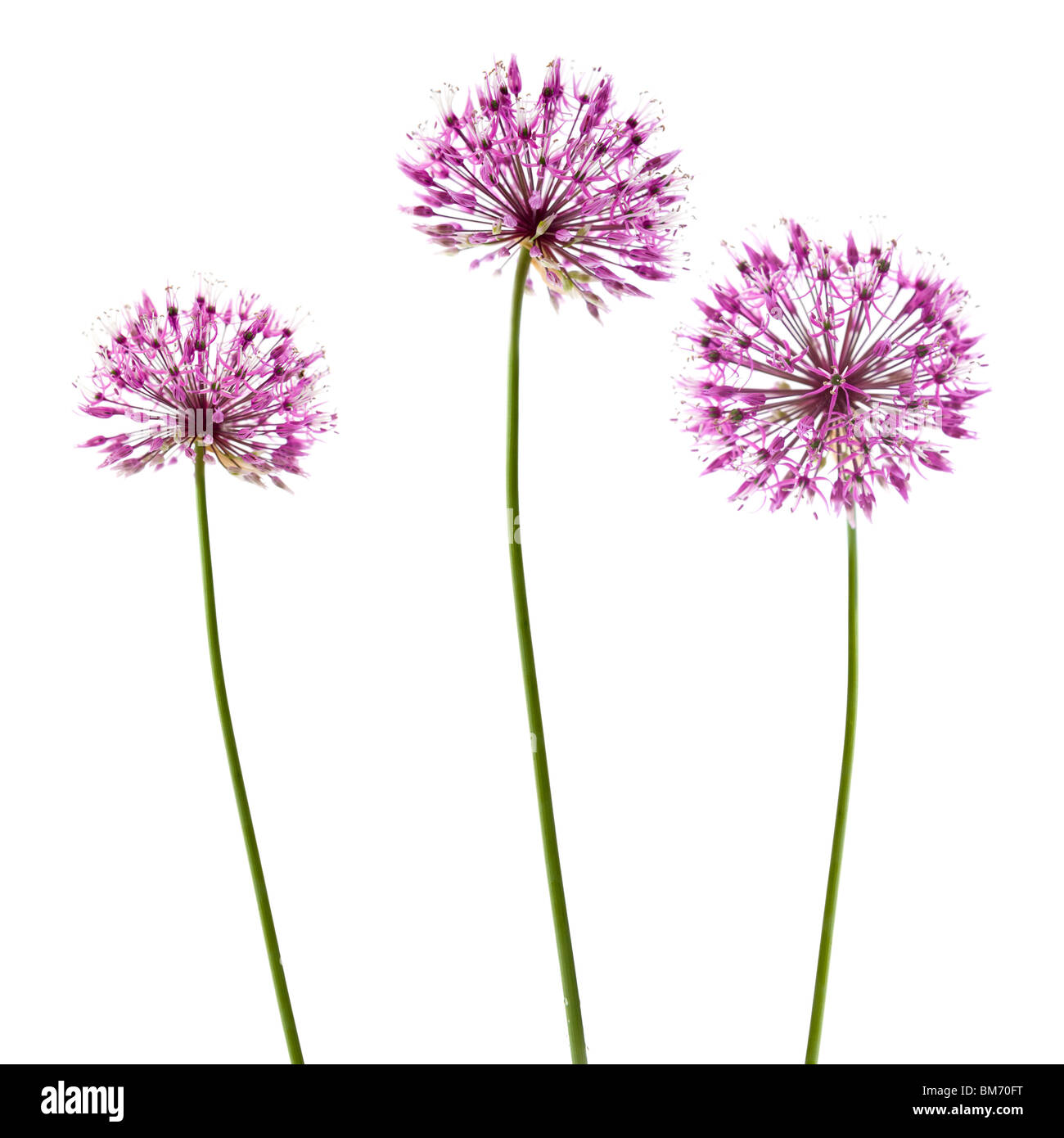 three decorative allium flowerheads isolated on white Stock Photo - Alamy
