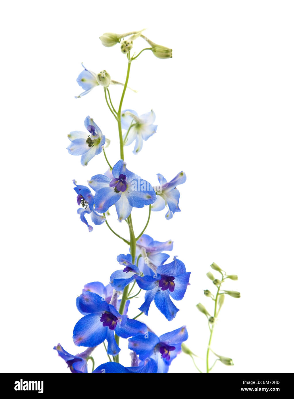 bright blue delphinium flower Stock Photo - Alamy