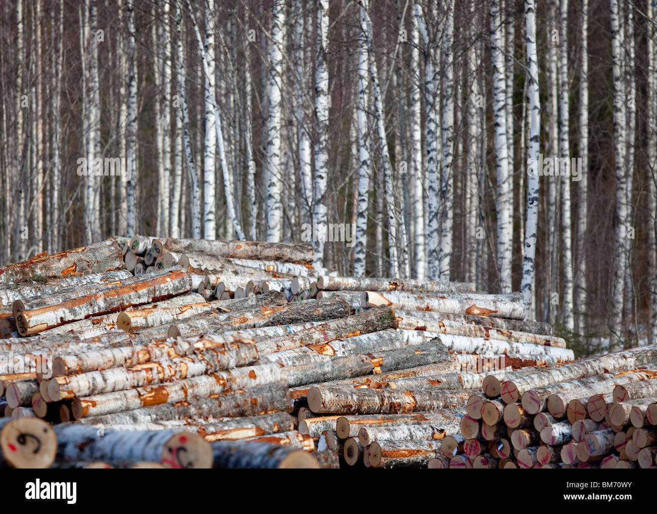 Finnish plywood hi-res stock photography and images - Alamy