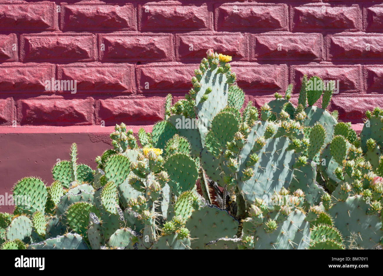 New mexico cactus hi-res stock photography and images - Alamy