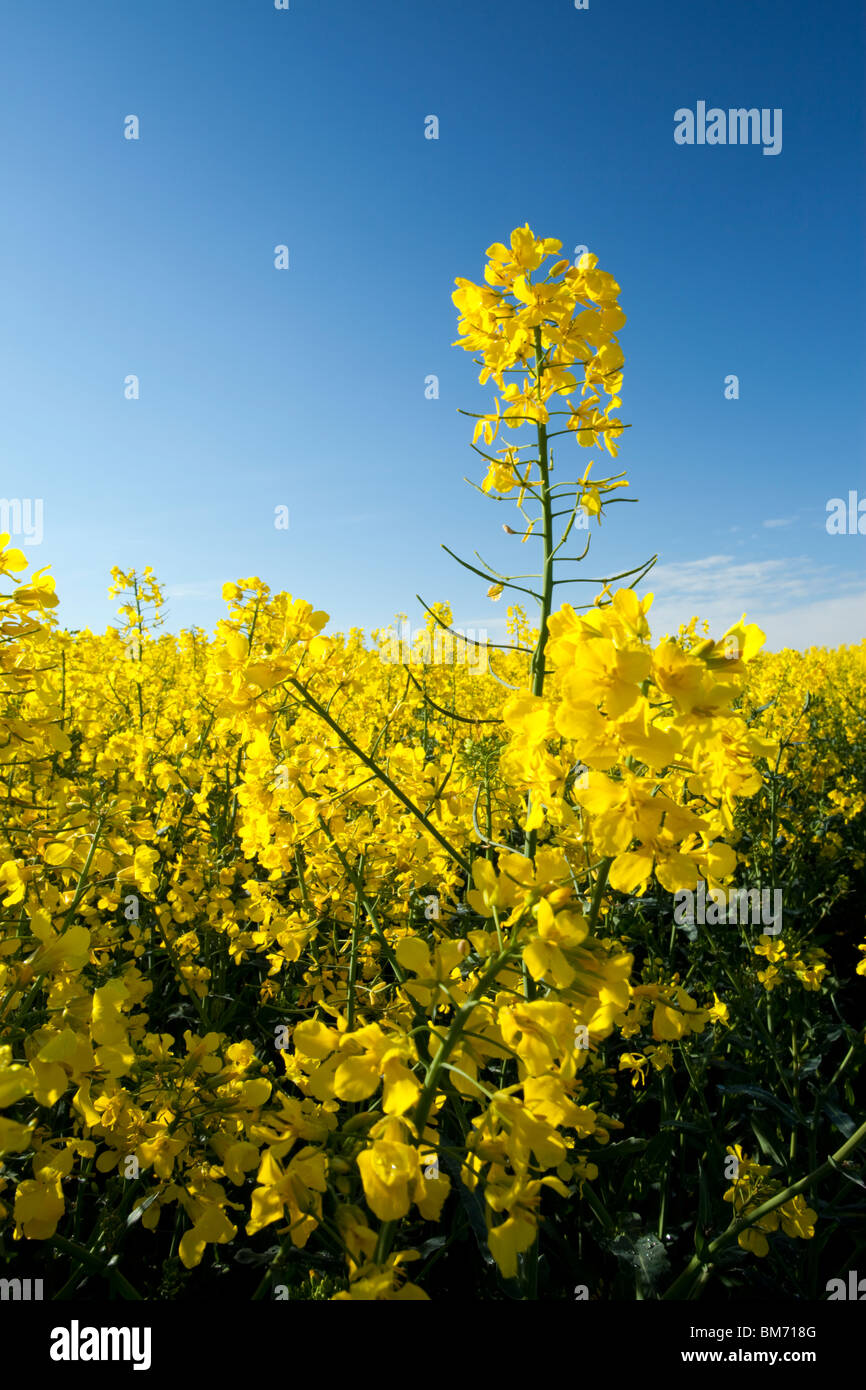 Field of oil seed rape Stock Photo - Alamy