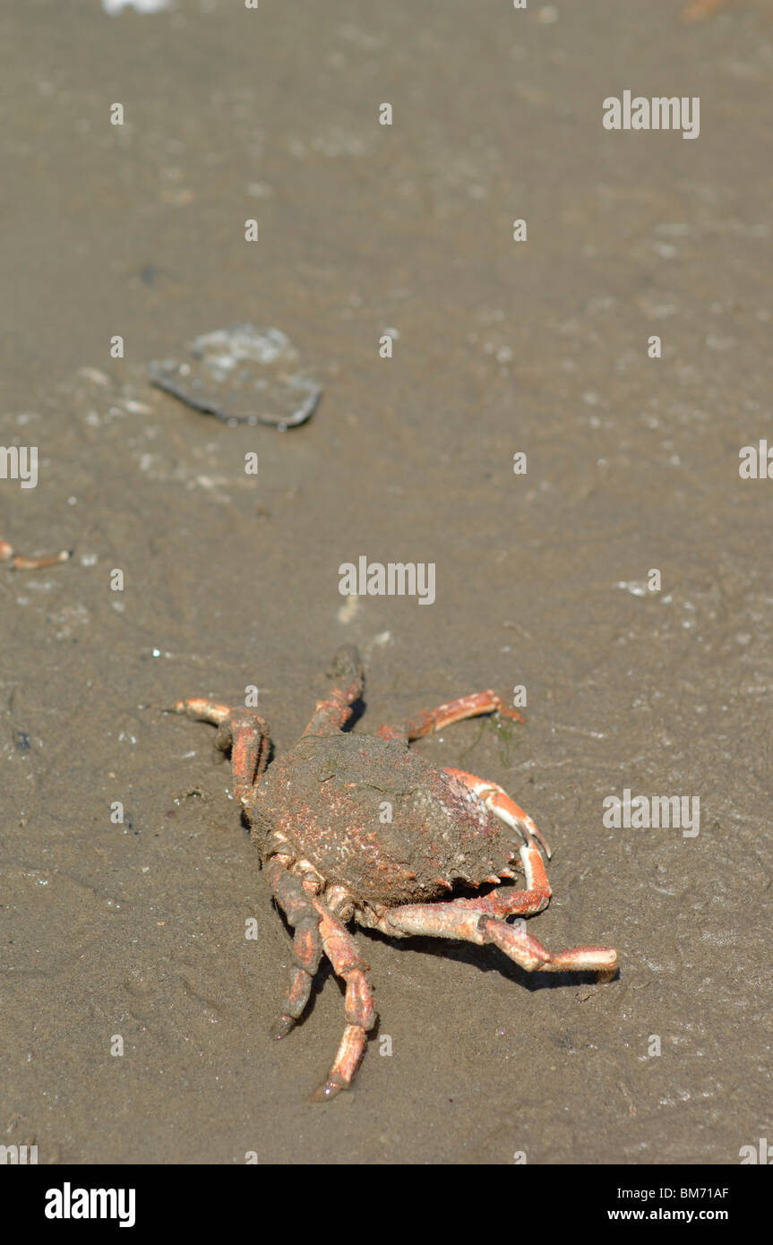 Crab shells waste hi-res stock photography and images - Alamy